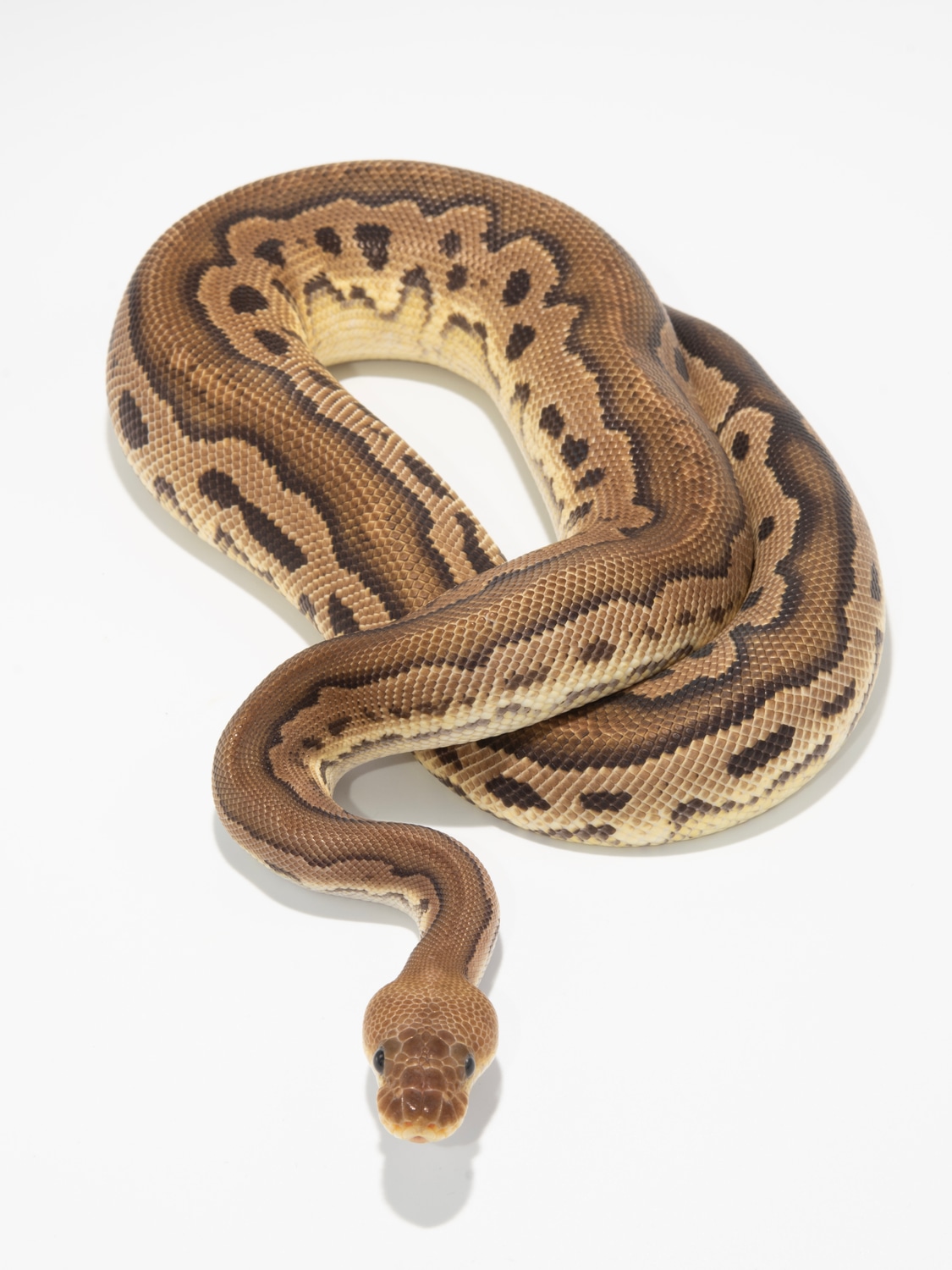 Cinnamon Clown Het DG Ball Python by Tori Royal Pythons - MorphMarket