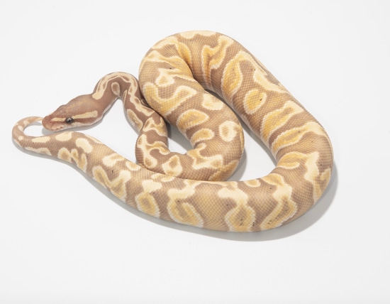 Banana Mojave Ghi Ball Python by Tori Royal Pythons