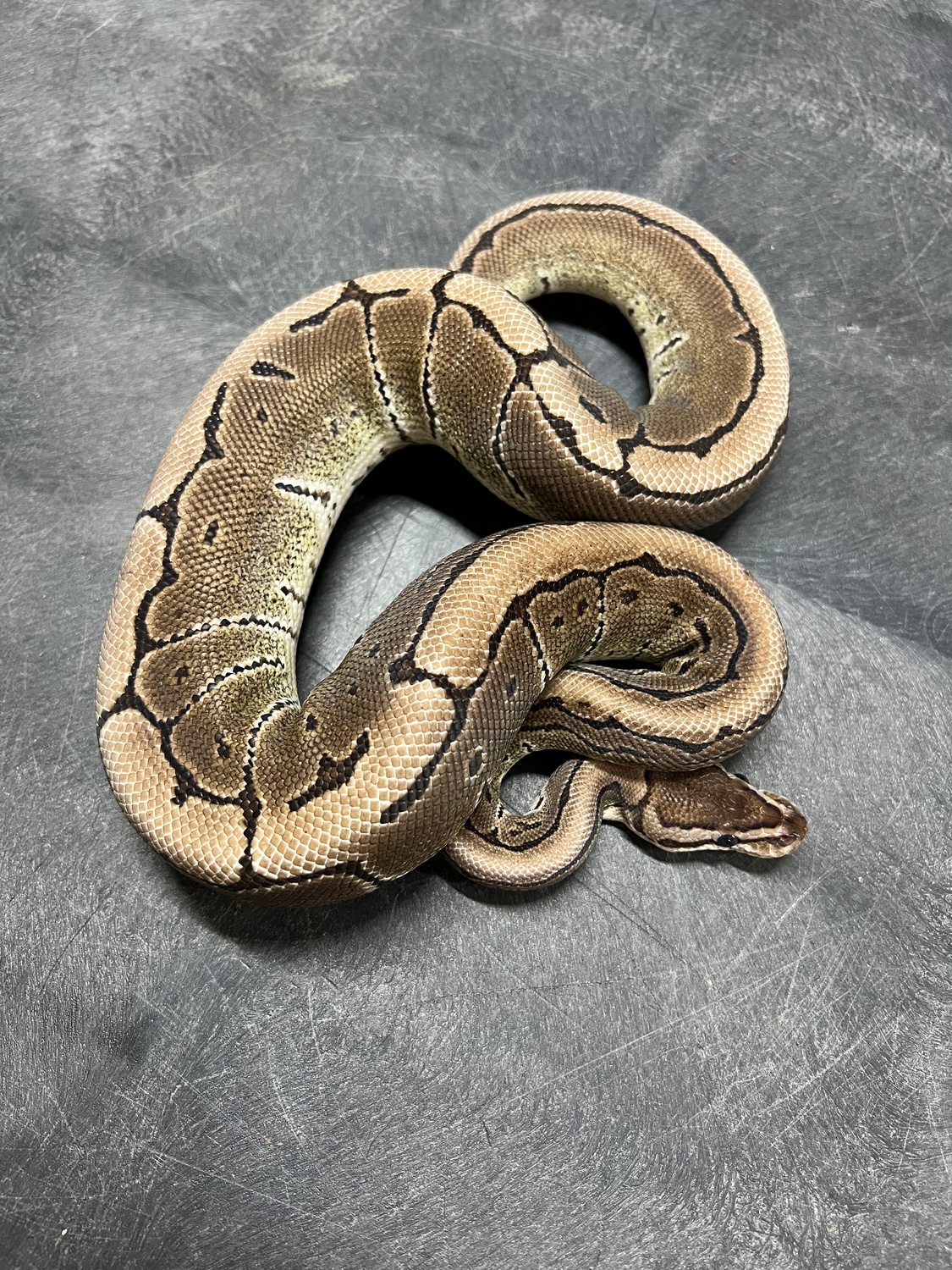 VPI Axanthic Pinstripe Ball Python by Reptek - MorphMarket