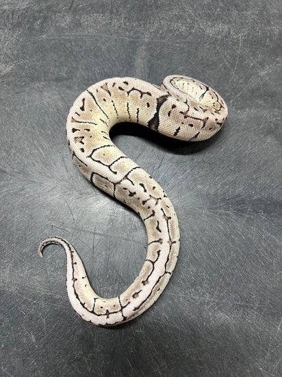 VPI Axanthic Lemon Blast Ball Python by Reptek