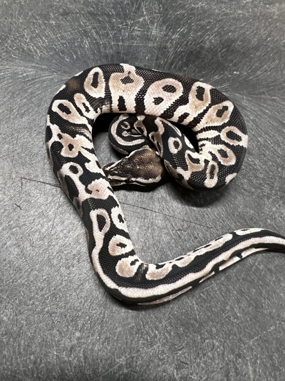 VPI Axanthic Leopard Pinstripe Ball Python by Reptek
