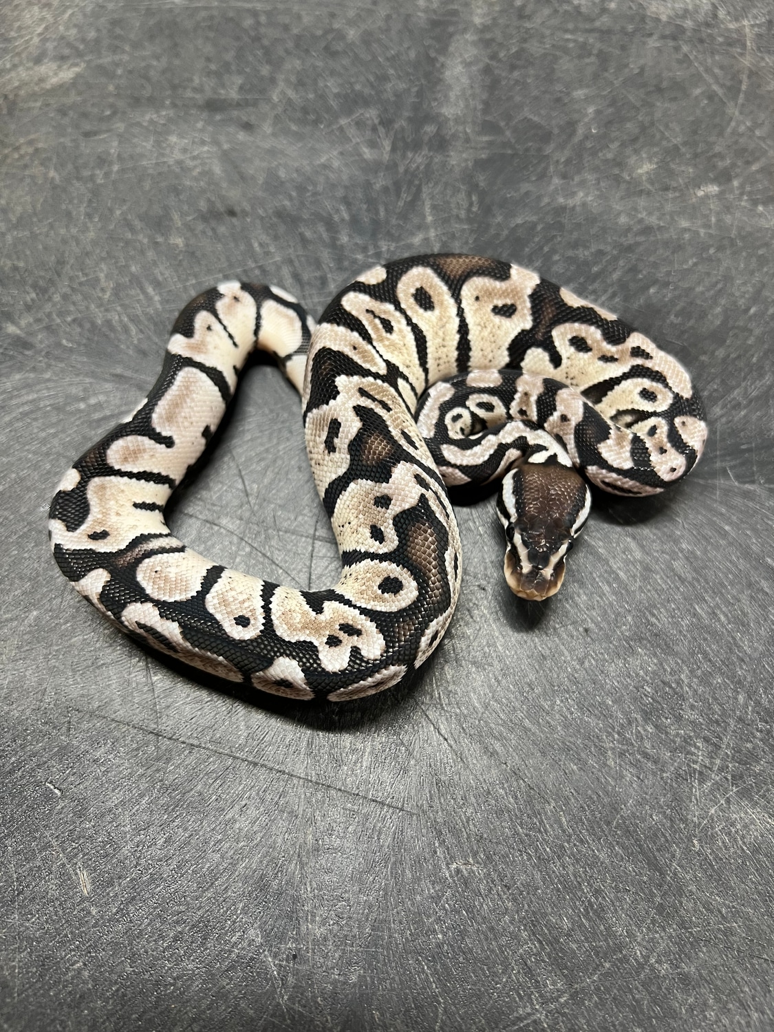 VPI Axanthic Pastel Ball Python by Reptek - MorphMarket