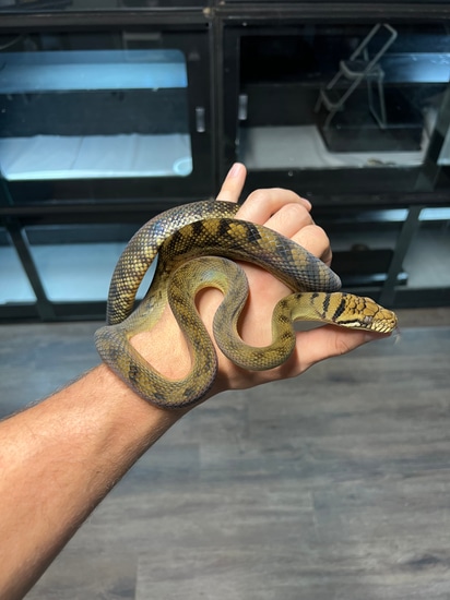 USCBB Barneck Scrub Python by Reptek