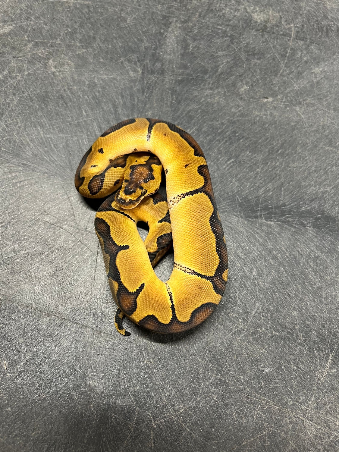 Enchi Clown Ball Python by Reptek - MorphMarket