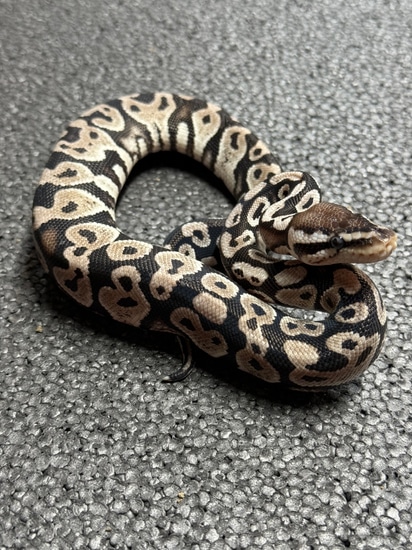 VPI Axanthic Pastel Het Hypo Ball Python by Reptek
