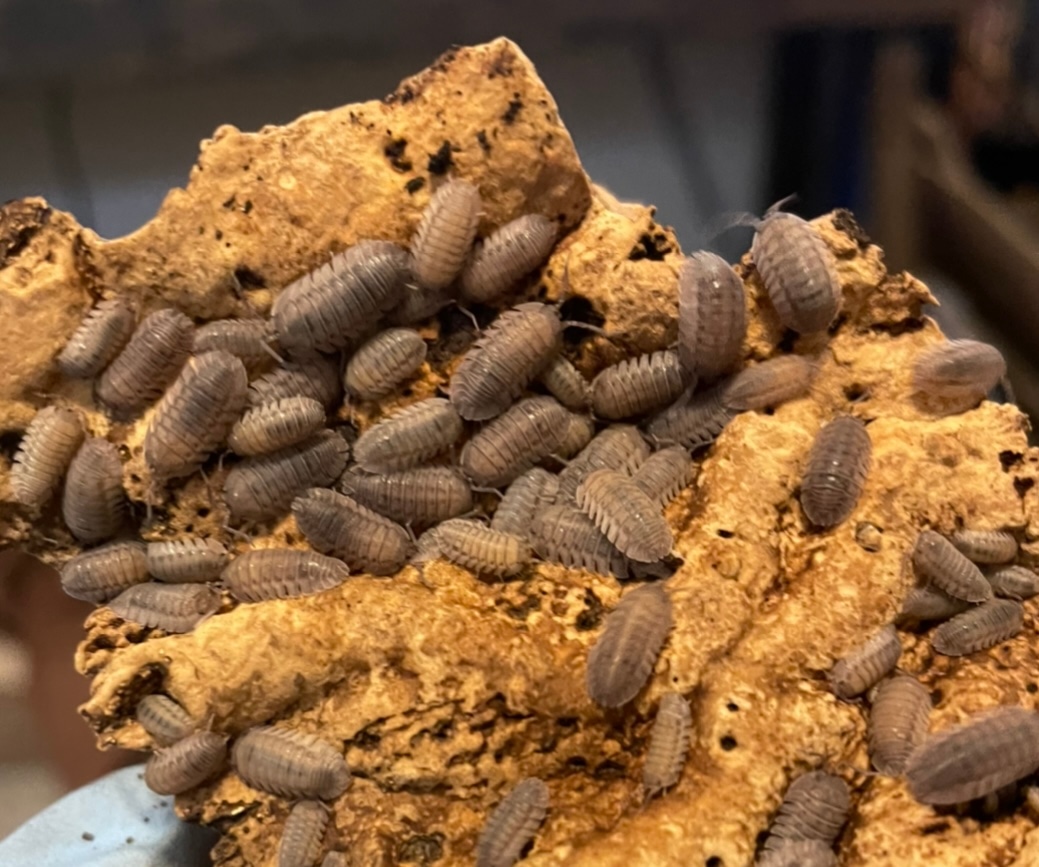 14+ Armadillidium Peraccae Isopod by Greenwood Exotics - MorphMarket