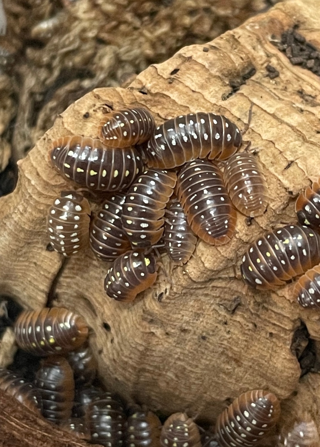 14+ Armadillidium Klugii 'Montenegro Clown' Isopod by Greenwood Exotics ...