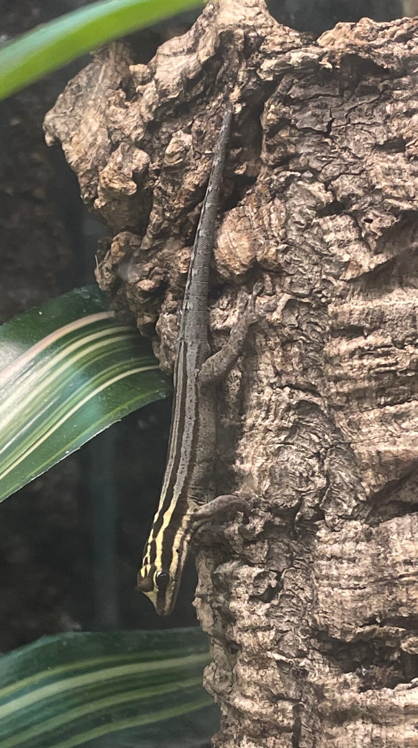 1.2 Lygodactylus Kimhowelli Yellow Headed Dwarf Geckos Captive Bred ...