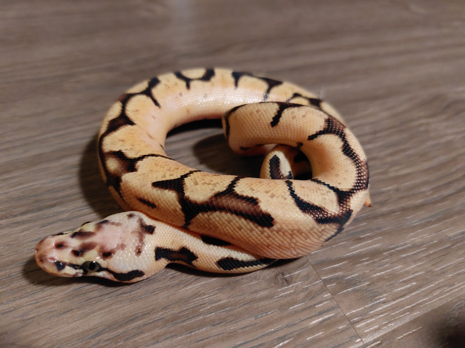 Bumblebee Ball Python by Kave, Llc - MorphMarket