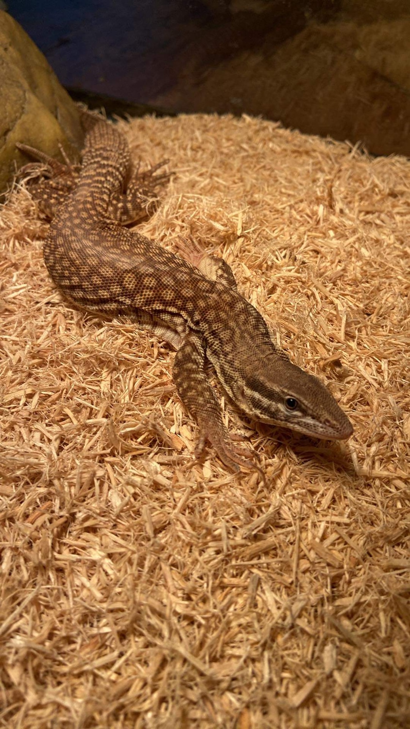 Yellow Ackie Monitor Spiny-Tailed Monitor by Kave, Llc - MorphMarket
