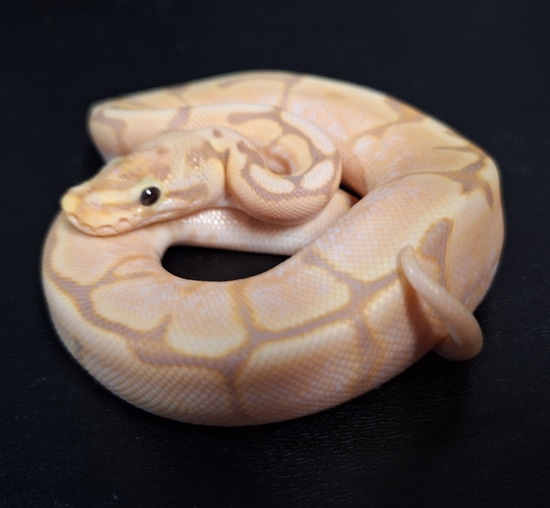 Spider Banana Het Pied Ball Python by KAVE, LLC