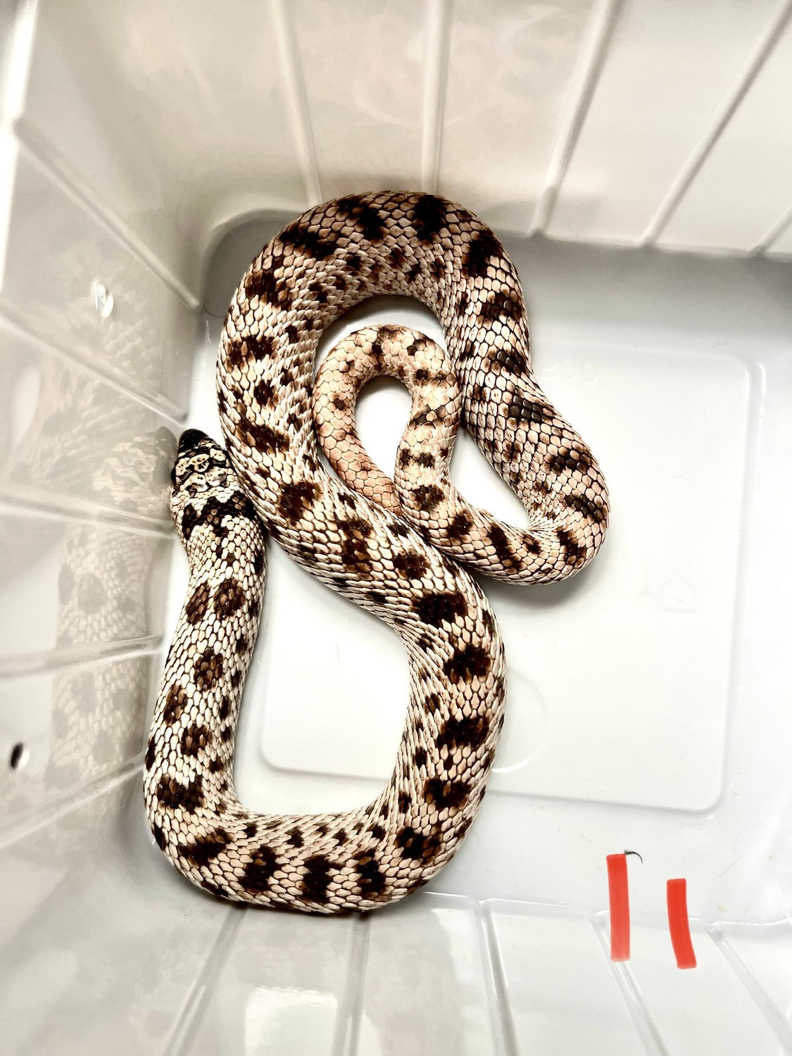 Super Arctic 50% Het Lavender Western Hognose by Black_scale_hogs ...
