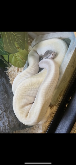 Blue Eyed Lucy Ball Python by Kvpythons