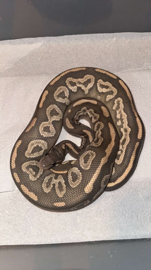 Hypo Black Magic Ball Python by SKM Family Reptiles and Exotics