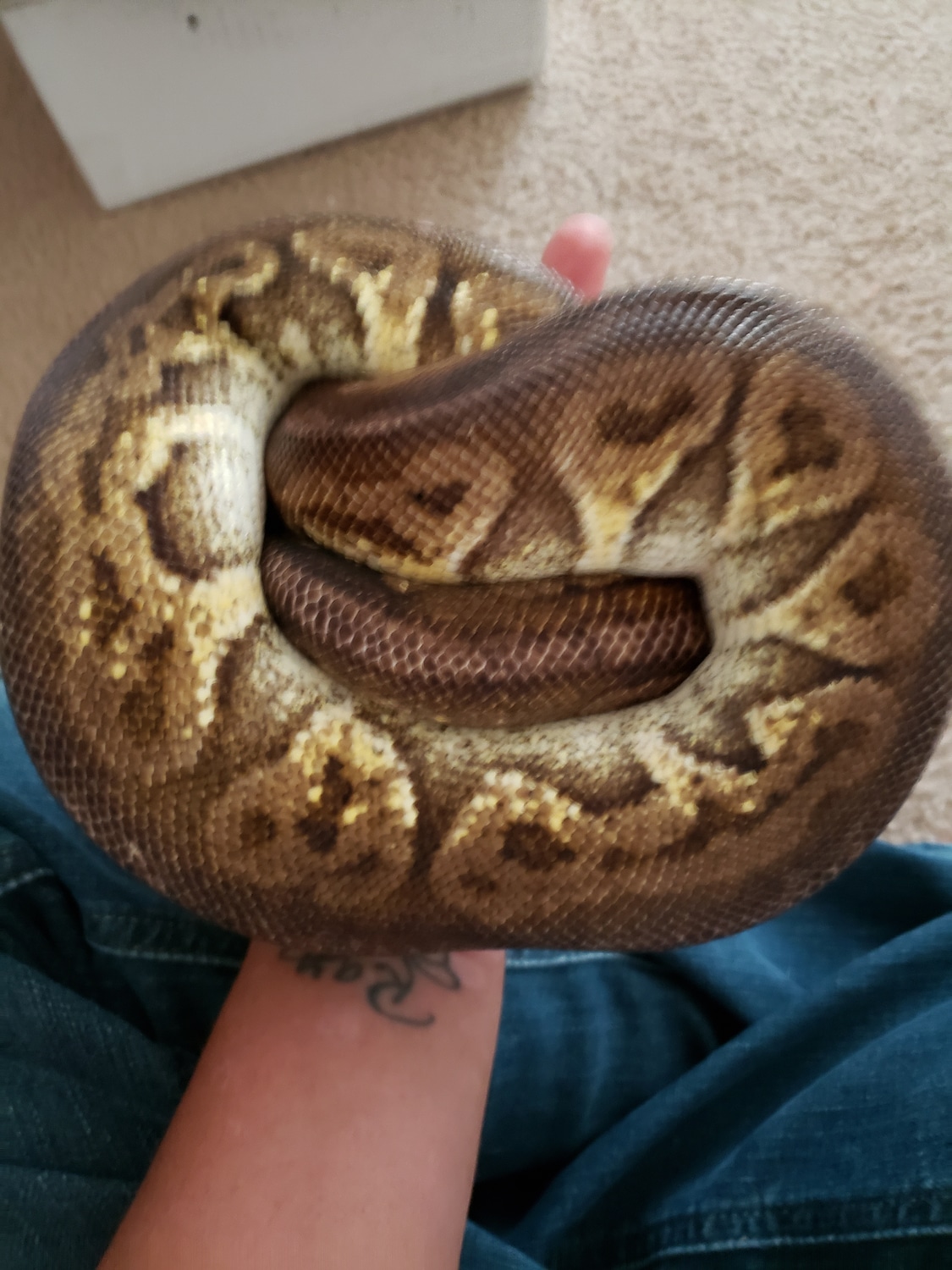 Pewter Ball Python by C & K Royals - MorphMarket