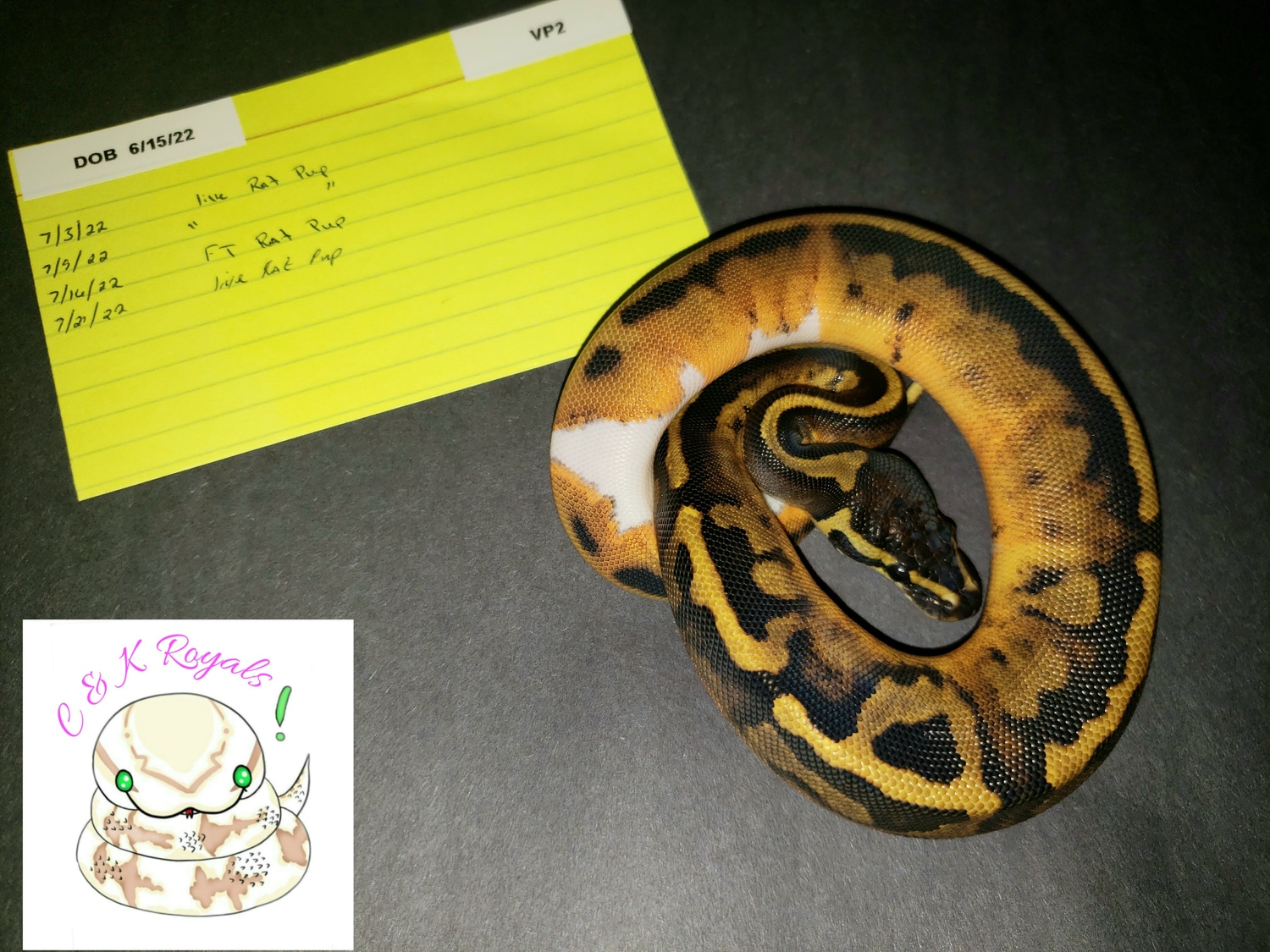 Piebald Ball Python by C & K Royals - MorphMarket