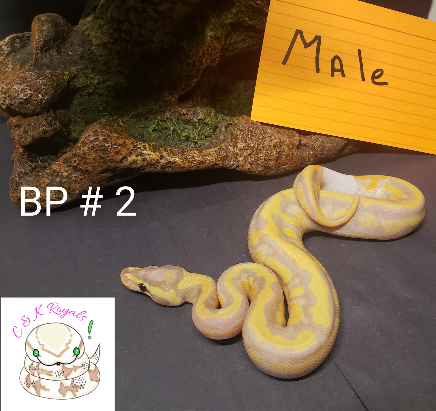 Banana Piebald Ball Python by C & K Royals - MorphMarket