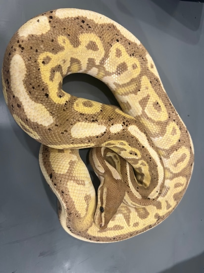 Male Black Pastel Banana Het Pied Ball Python by Broad River Reptiles
