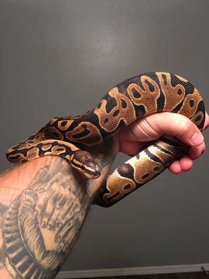 Scaleless Head Het Clown Ball Python by Balls of America