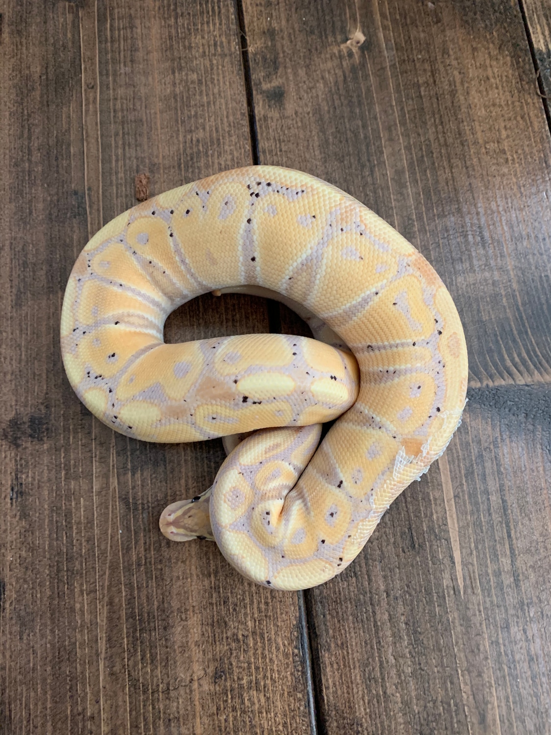 Banana Het Clown Ball Python by Balls of America - MorphMarket