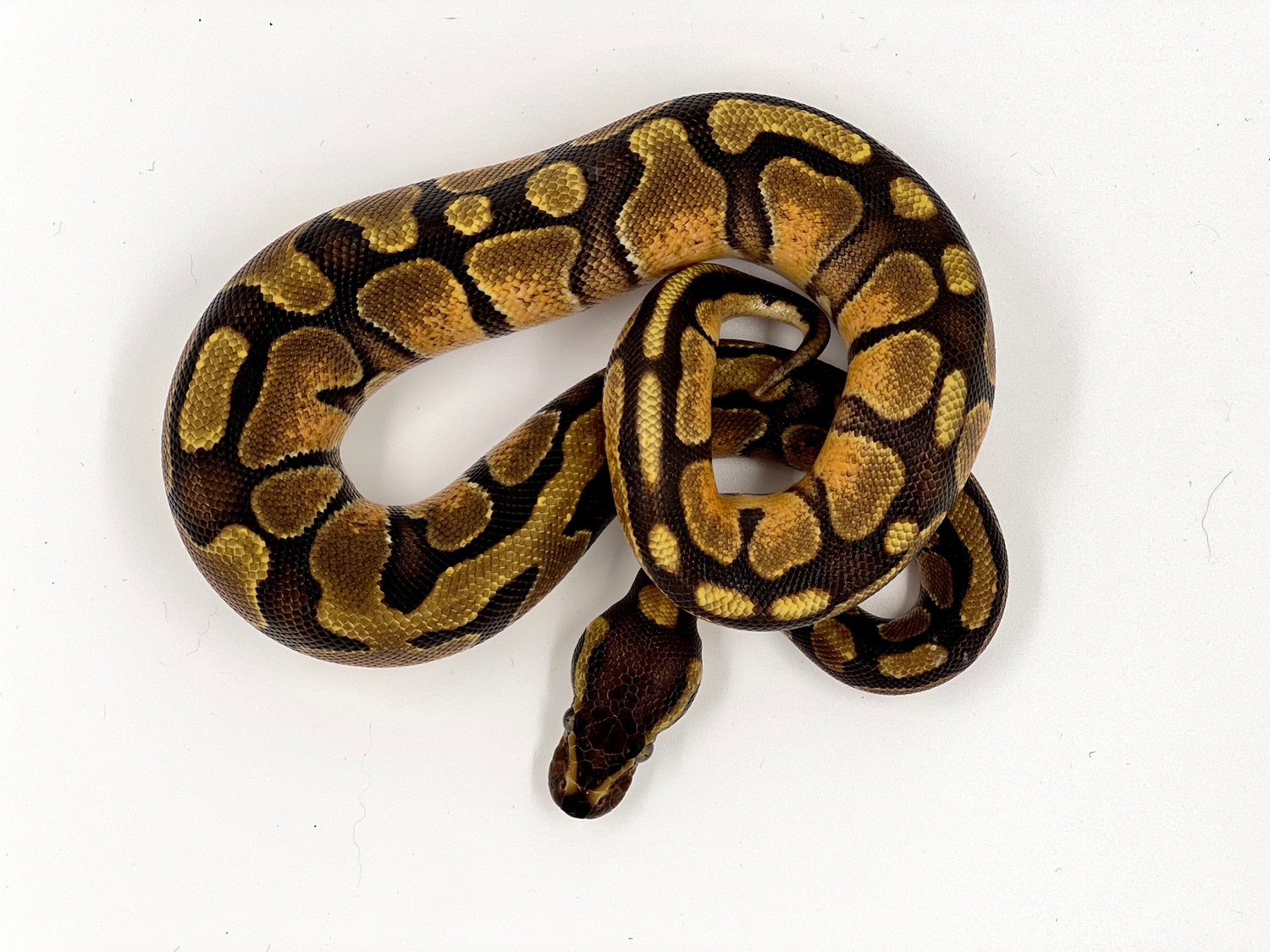 Calico Ball Python by Kya’s Noodle Emporium - MorphMarket