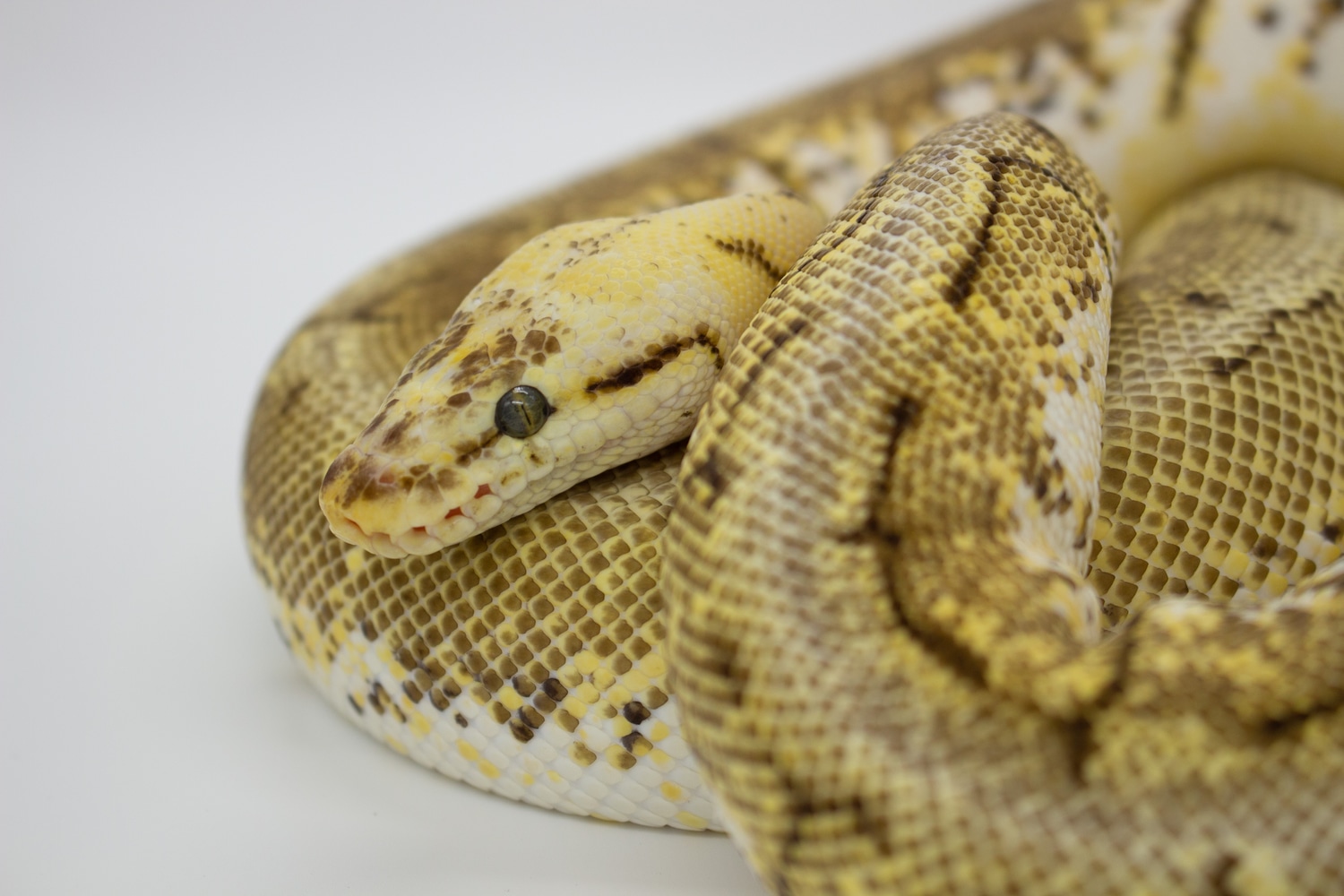 Spinnerblast Ball Python by Kya’s Noodle Emporium - MorphMarket