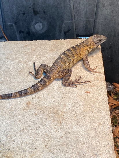 Banana Ctenosaura Pectinata Other Iguana by Kyle’s Reptiles