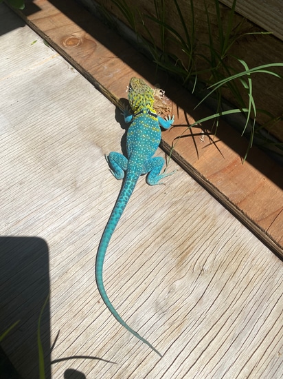 Blazing Blue Collared Lizard by Kyle’s Reptiles