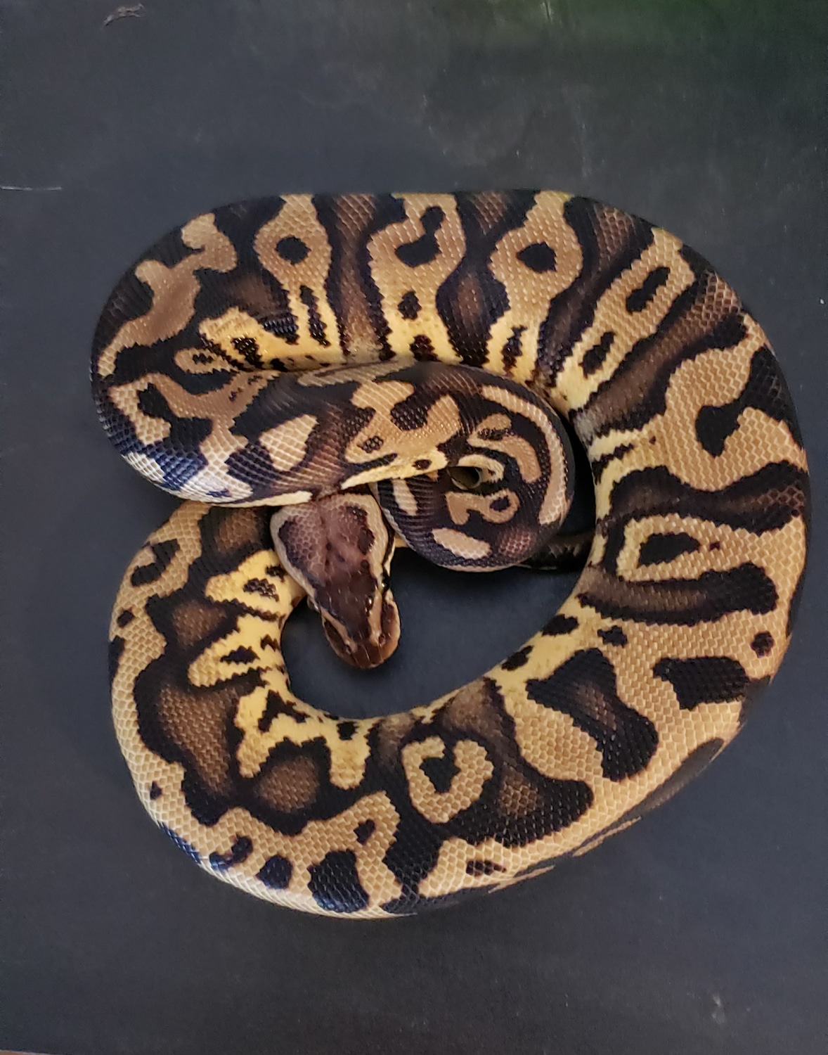Pastel Leopard 66% Het Clown 50% Het Piebald Ball Python by Sno-King ...