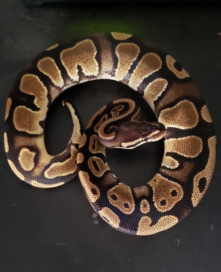 66% Het Piebald 66% Het Jolliff Axanthic Ball Python by Sno-King Reptiles
