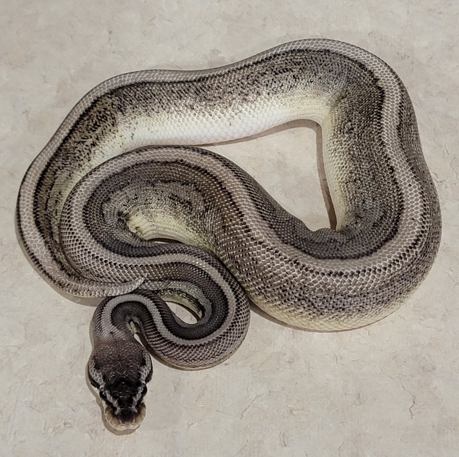 Pewter Leopard 100% Het Piebald 50% Het Clown Ball Python by Sno-King ...