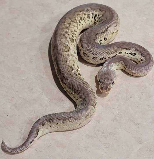 Pewter Leopard Clown Ball Python by Sno-King Reptiles