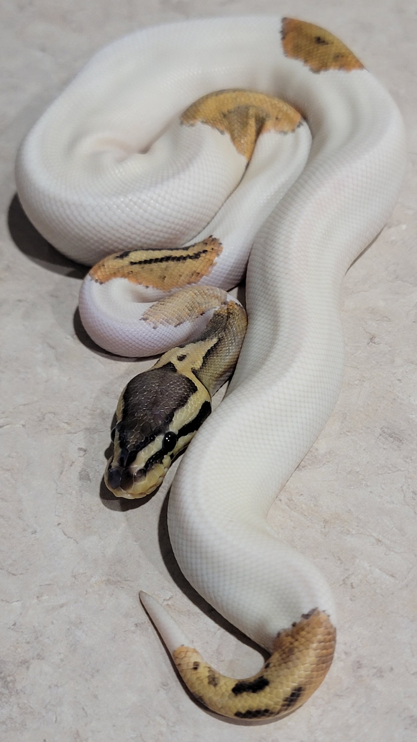 Super Pastel Leopard Pied 66% Het Clown Ball Python by Sno-King ...
