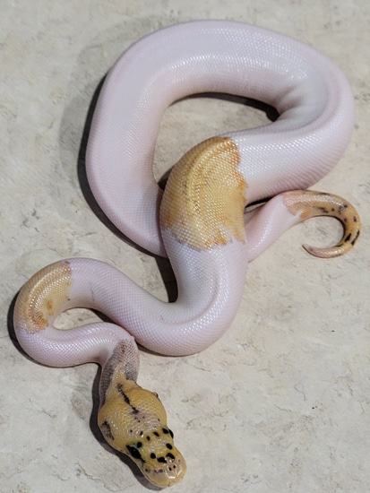 Super Pastel Clown Piebald Ball Python by Sno-King Reptiles