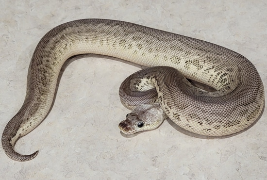 Pewter Leopard Clown Ball Python by Sno-King Reptiles