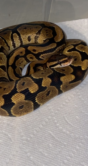 Normal Ball Python by Proverbs&Pythons