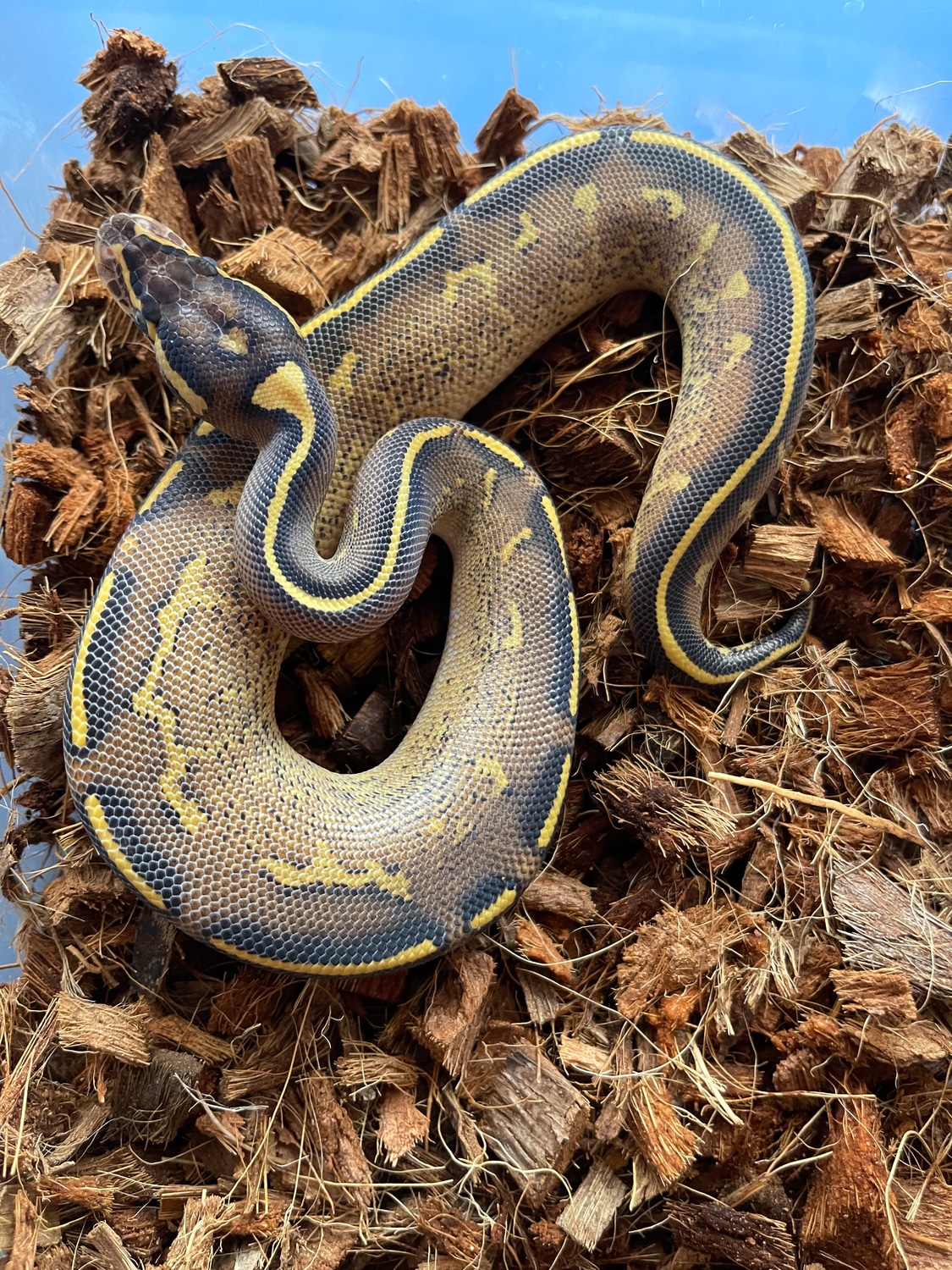 Freeway Ball Python by K&A Morphs - MorphMarket