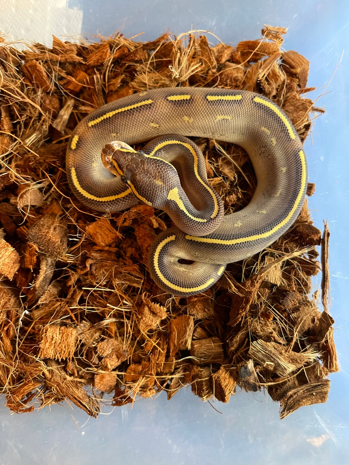 Mojave Freeway Ball Python by K&A Morphs - MorphMarket