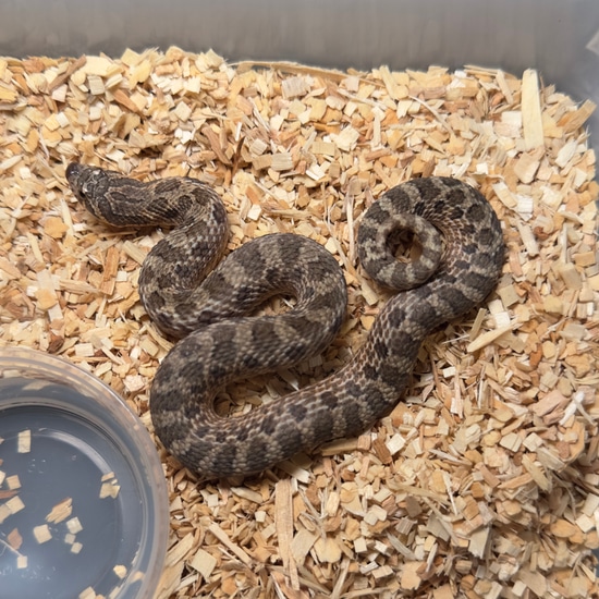 Beautiful Sable Female Western Hognose by Evans Exotics