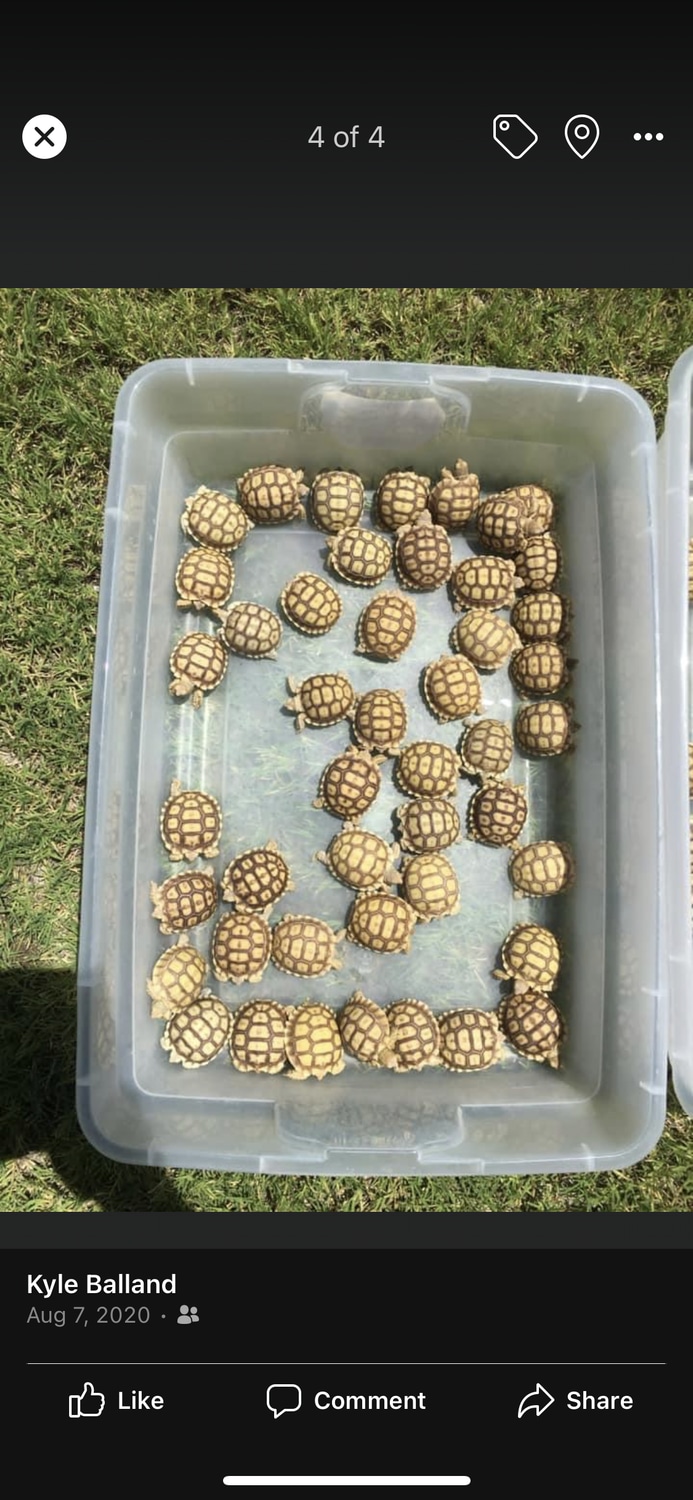 Sulcata Hatchlings Sulcata Tortoise by KB Tortoises - MorphMarket