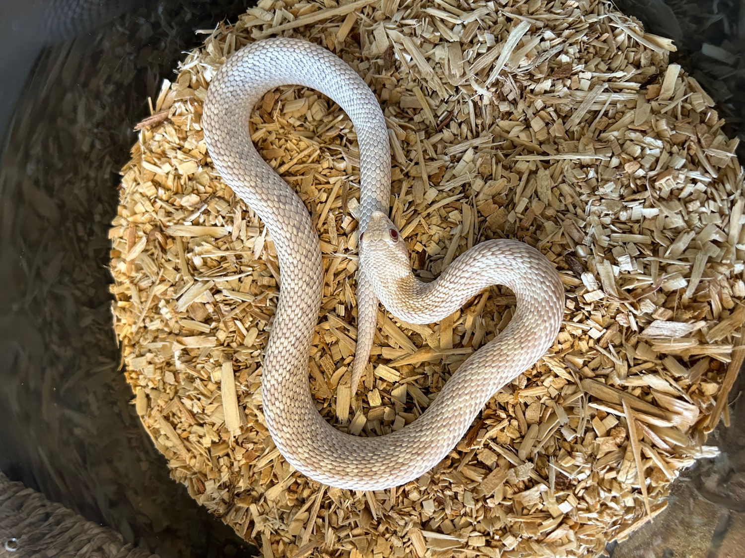 Snow Western Hognose by Phoenician Reptiles - MorphMarket
