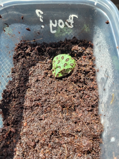 Peppermint × Samurai Cranwelli Pacman Froglet by ReptiStyle