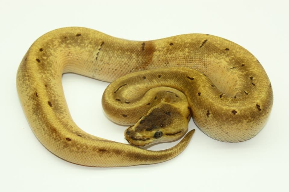 Super Enchi Super Pinstripe Ball Python by Kyle Frost Reptiles ...