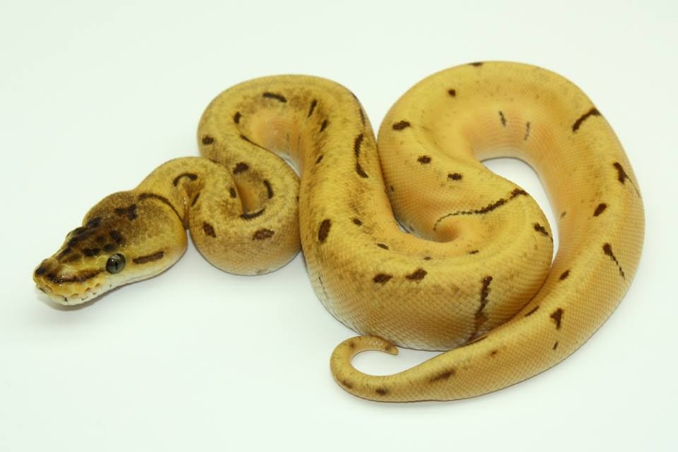 OD Pinstripe Super Enchi Ball Python by Kyle Frost Reptiles - MorphMarket