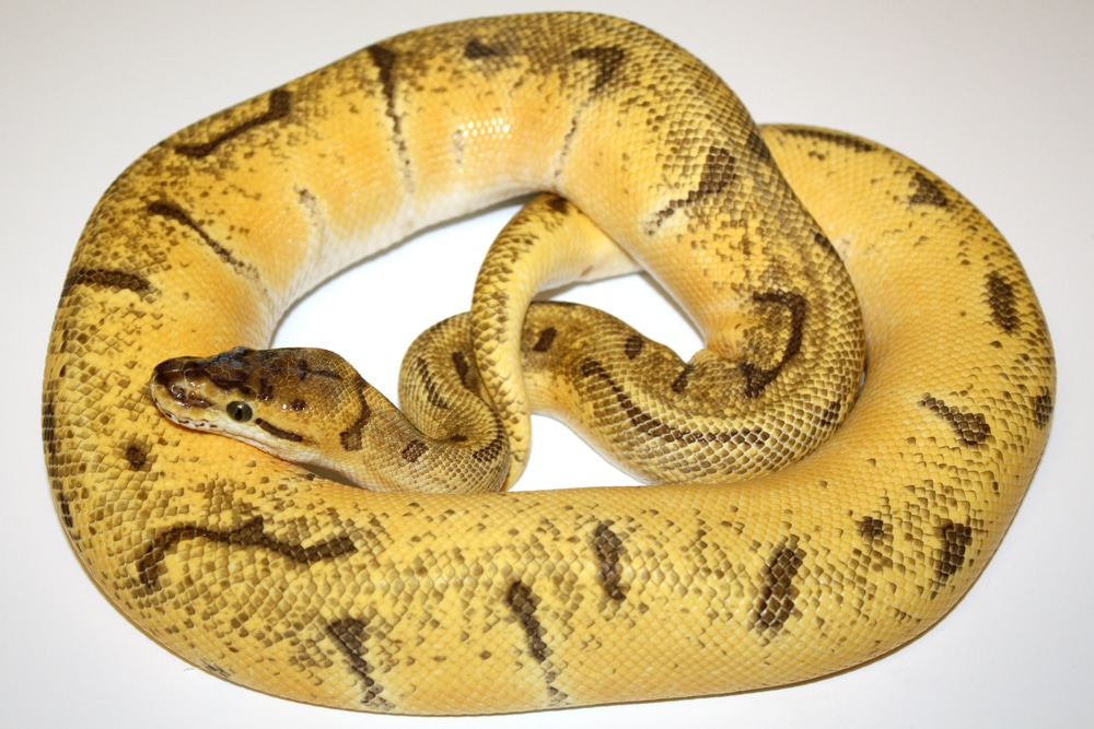 Orange Dream Pinstripe Super Enchi Ball Python by Kyle Frost Reptiles ...