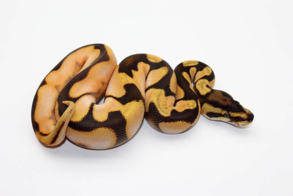 Super Orange Dream Enchi Calico Ball Python by Kyle Frost Reptiles ...