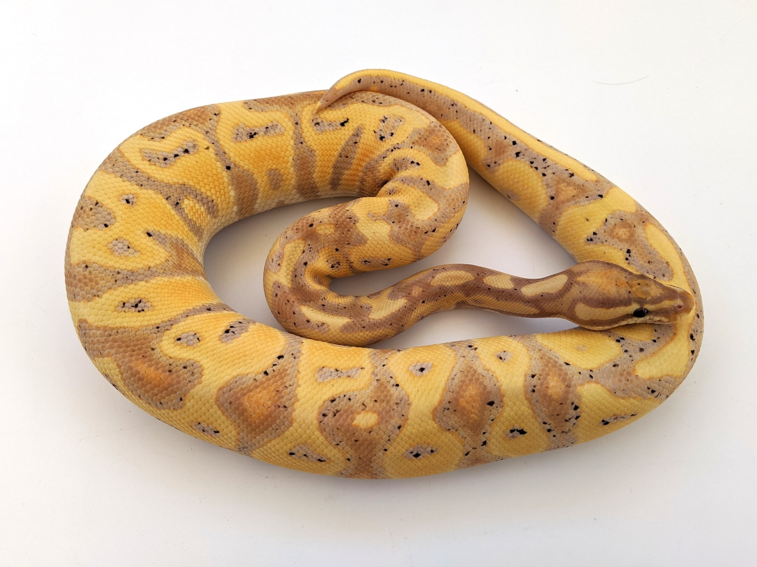 Banana Leopard Het Genetic Stripe Ball Python by Kyle Frost Reptiles ...