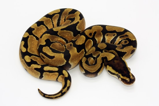 Blade Line Enchi Double Het Tri-Stripe Clown Ball Python by Kyle Frost ...
