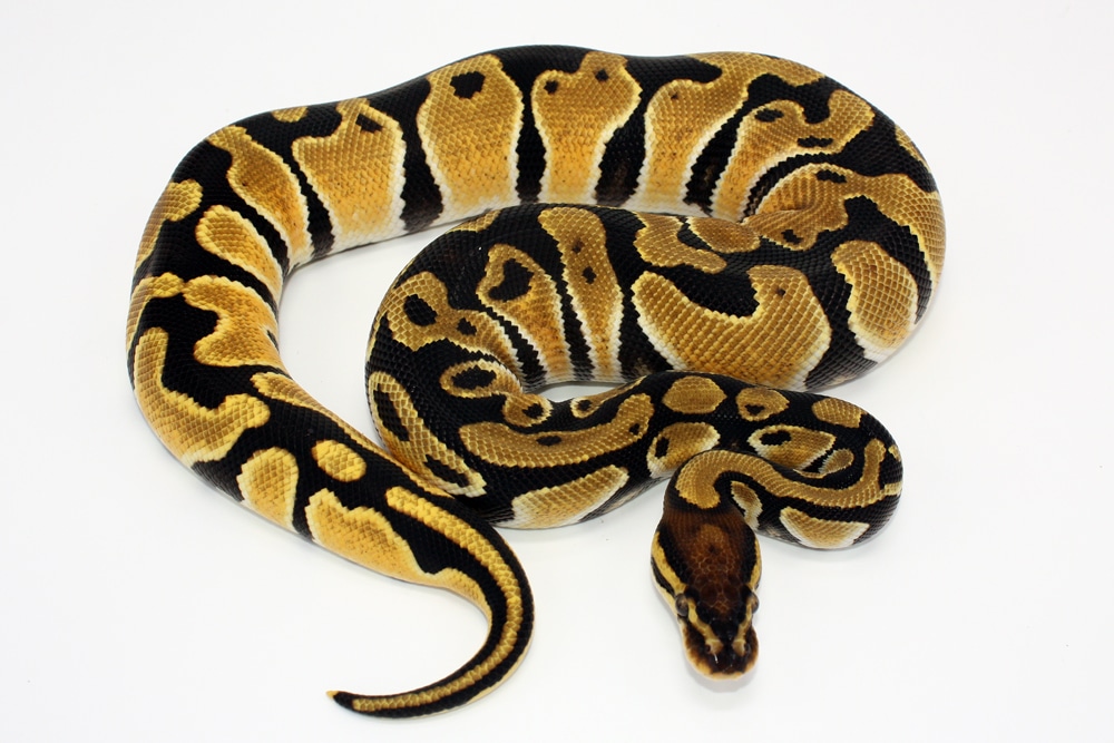 Blade Line Orange Dream Double Het Tri-Stripe Clown Ball Python by Kyle ...