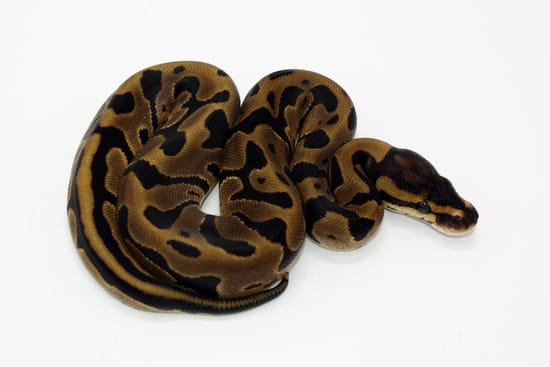 Blade Leopard Het Tri-Stripe Ball Python by Kyle Frost Reptiles